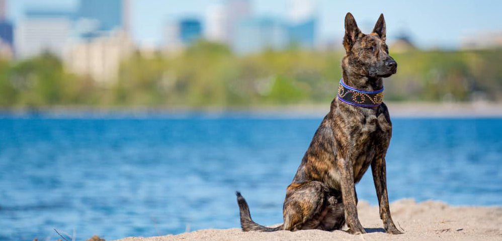Handmade Luxury Dog Collars | Classy Collar Co