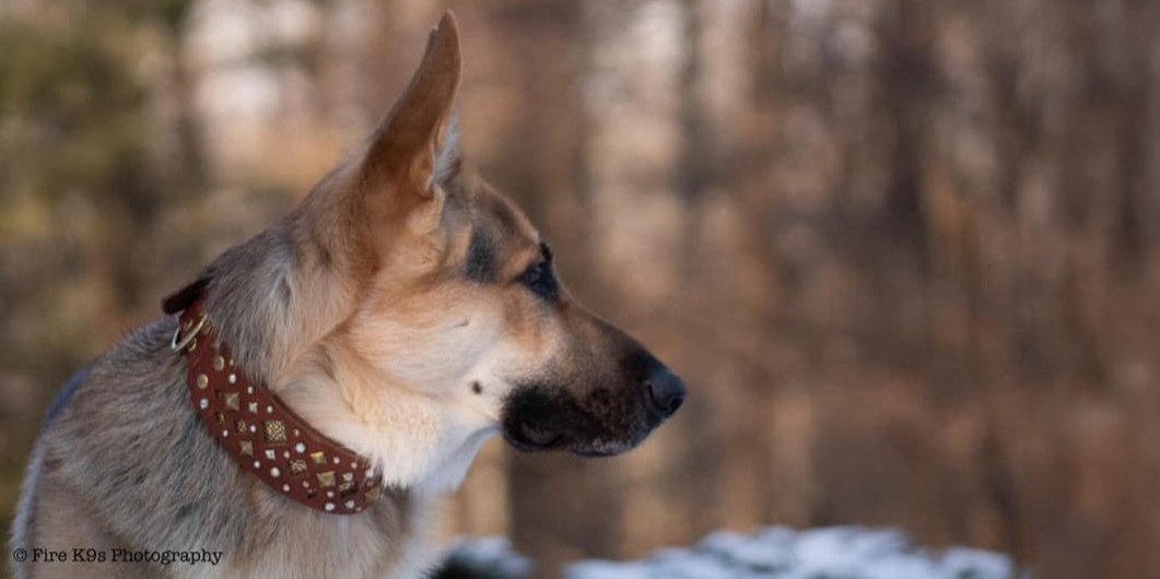 Handmade Luxury Dog Collars | Classy Collar Co