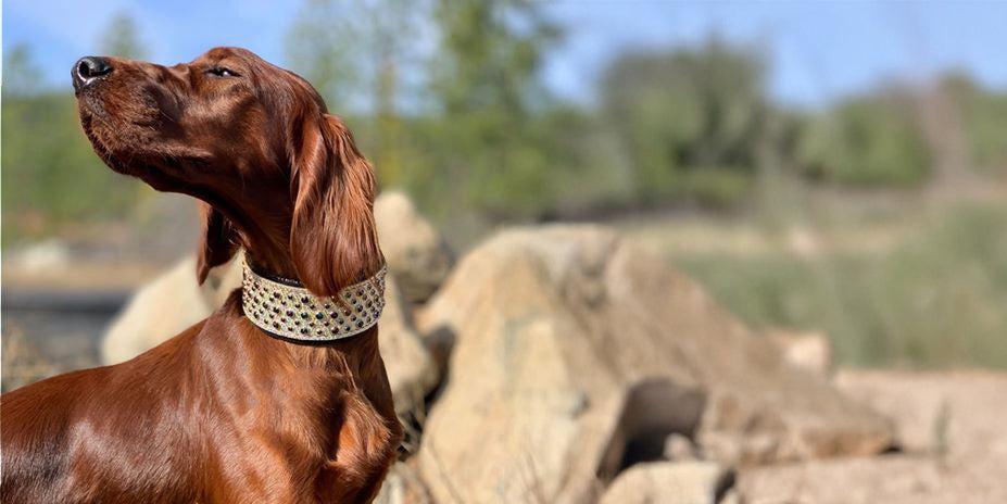 Handmade Luxury Dog Collars | Classy Collar Co